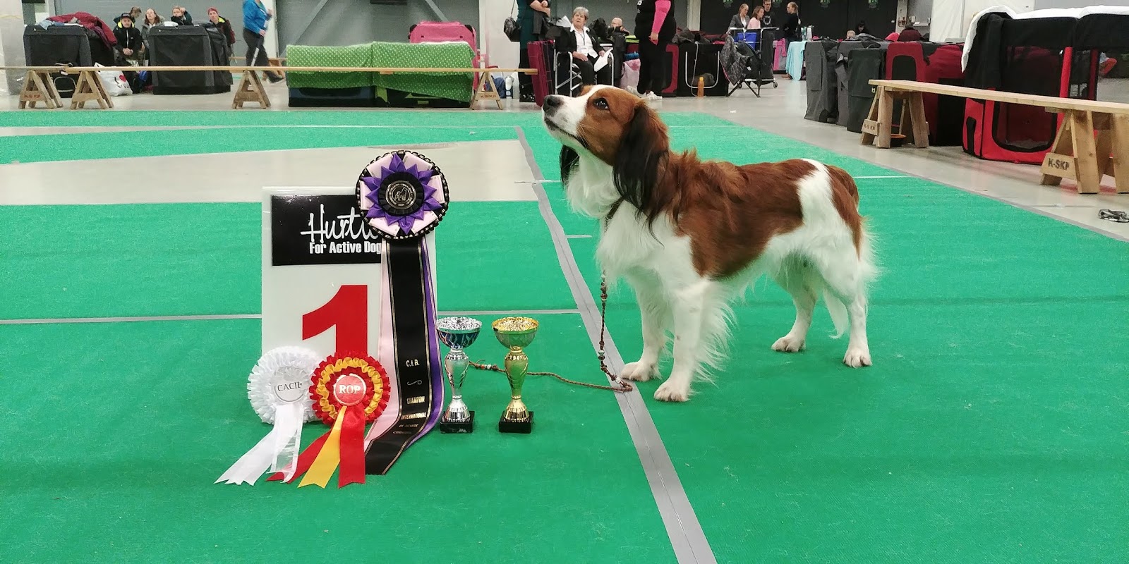 Merlin & Nano: Näyttelyt/Nano