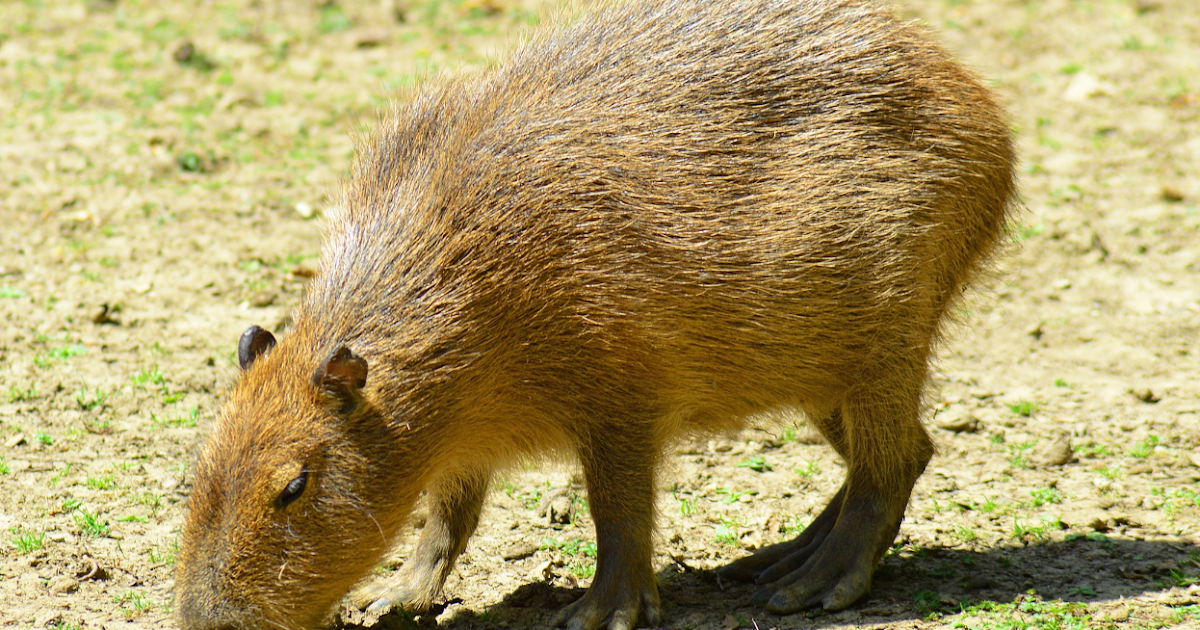 Capibara