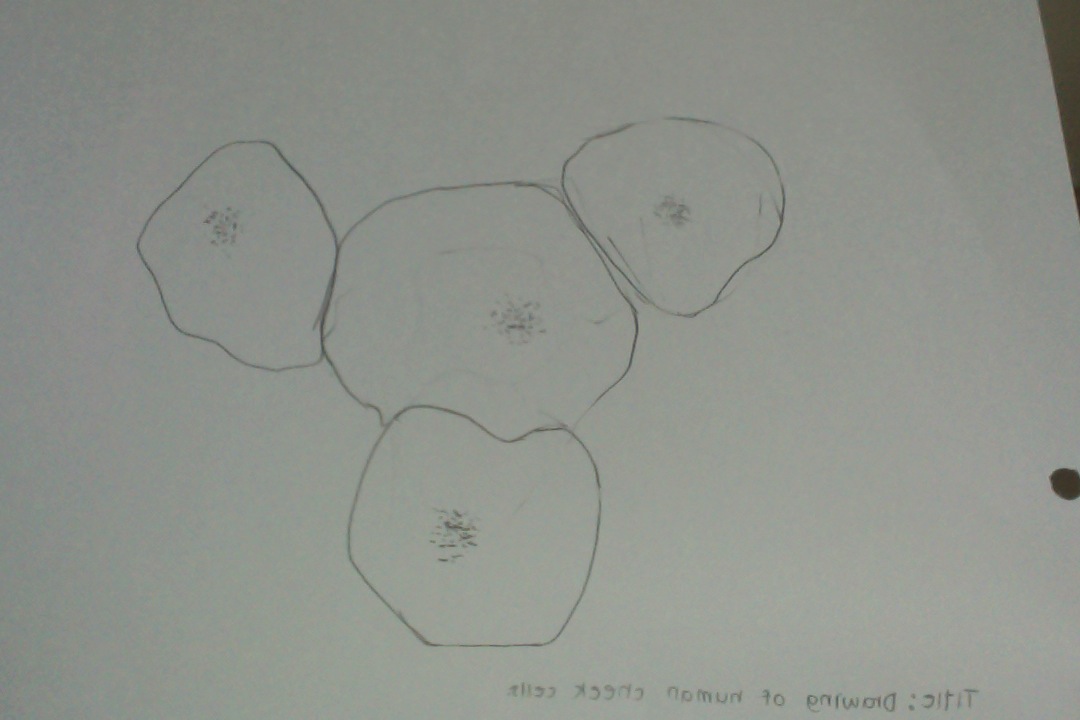 Biology: Drawing of Human Cheek Cells and Plant Cells