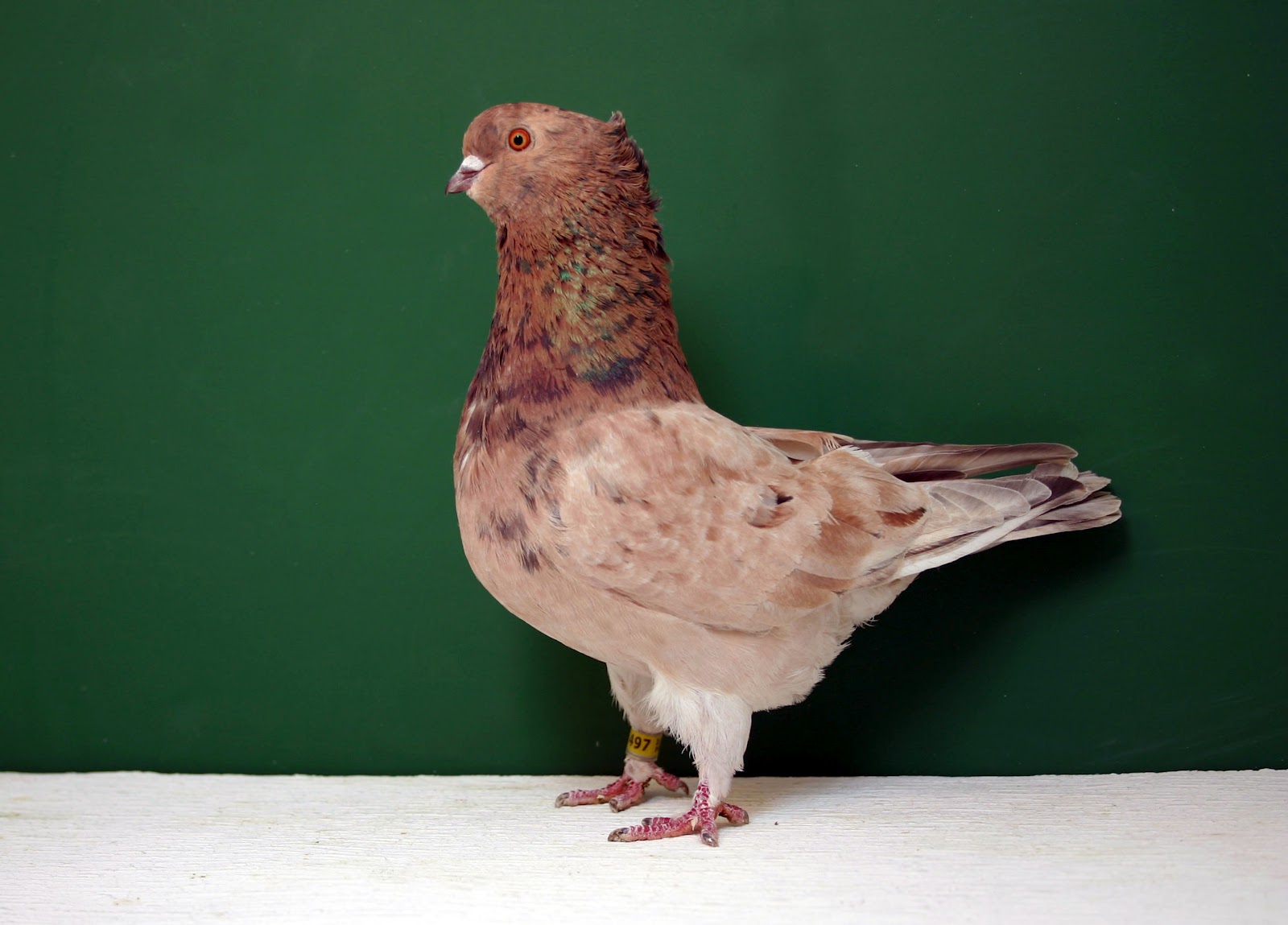 The Pigeon Breed