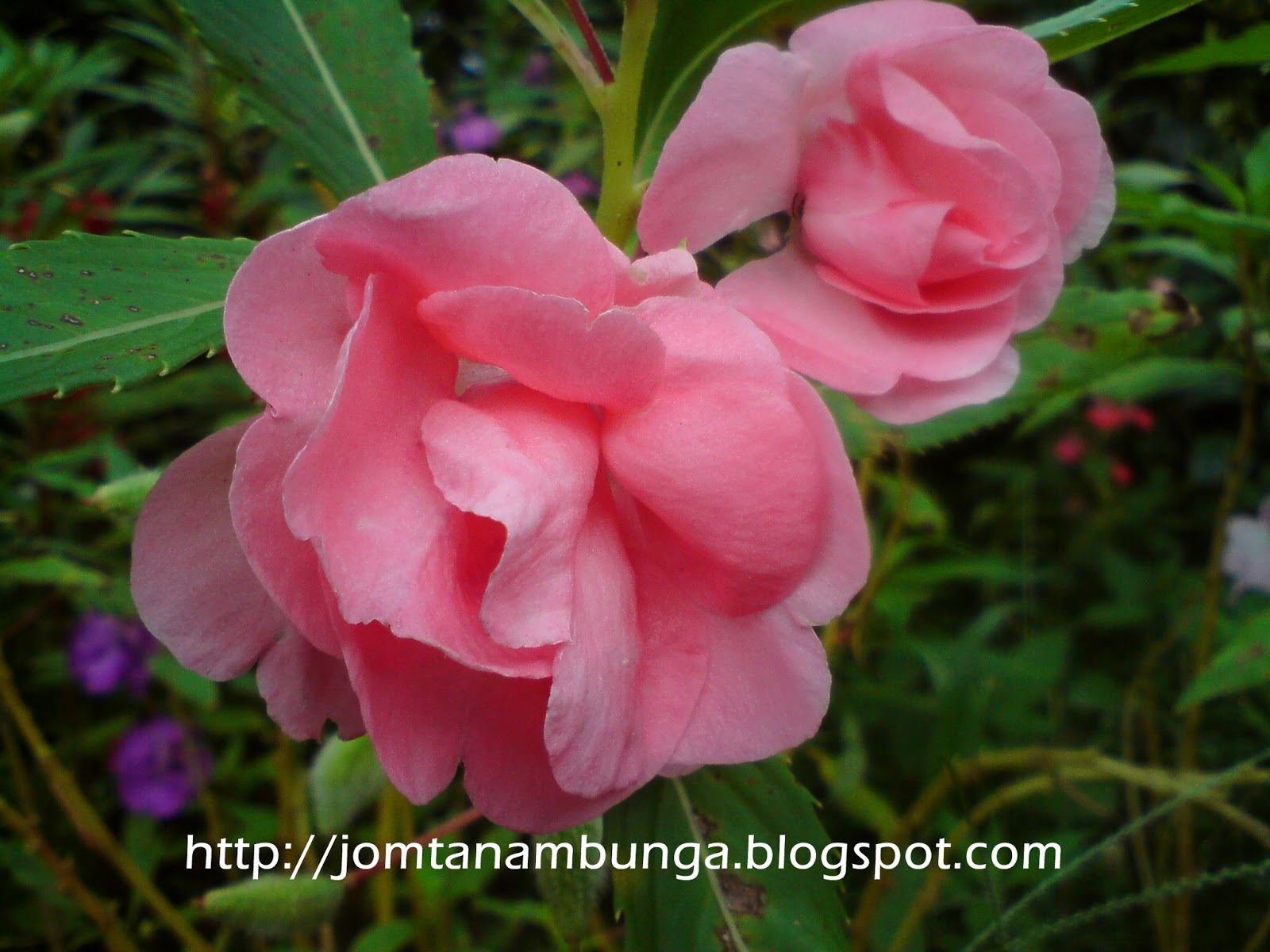 Jom Tanam Bunga: Keembung Ubat Perut Kembung?