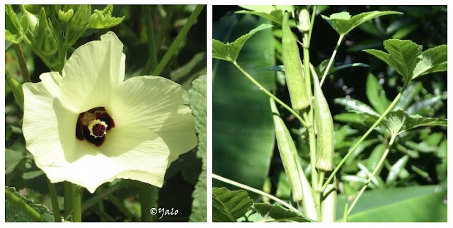 Ningún lugar está lejos... en RD: ¿Reconoces sus flores? (1)