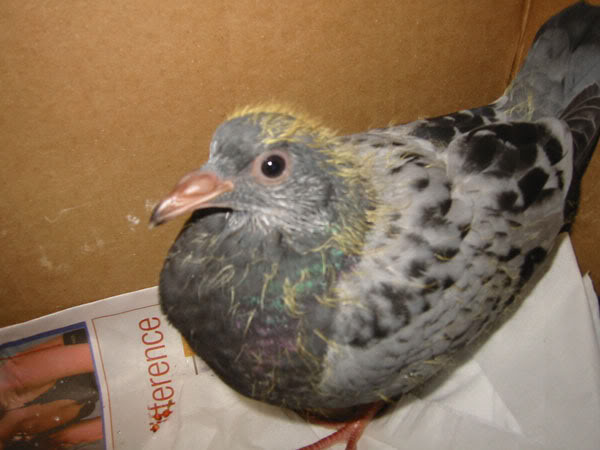 Mis amigas las palomas: Tratamiento ALA ROTA