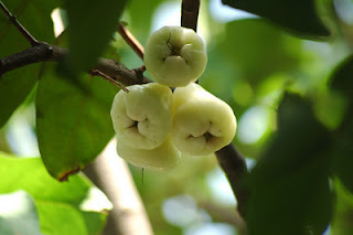 DIET WHAT IT REALLY MEANS!!!!!!!!: WHITE JAMUN (WAX JAMBU) FRUIT