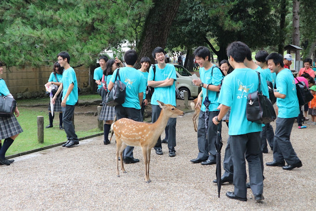 Deer hunting (for selfies) and heritage sites in Nara, Japan - Nomadic ...