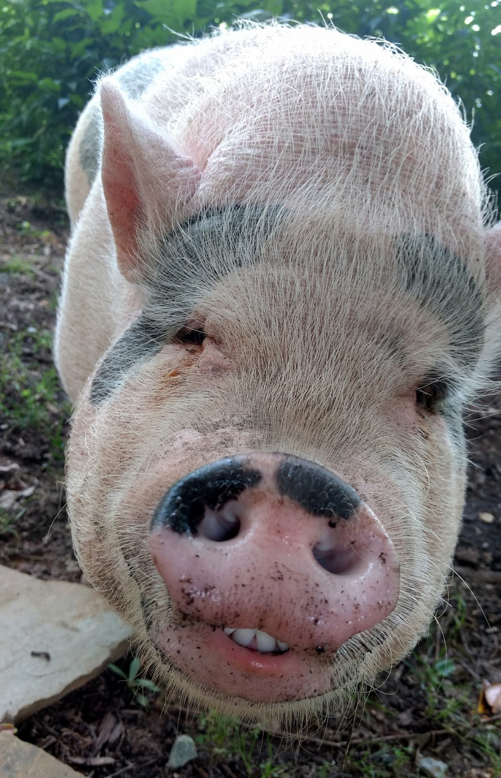 A Day in the Life of a Zookeeper: Happy International Ungulate Day