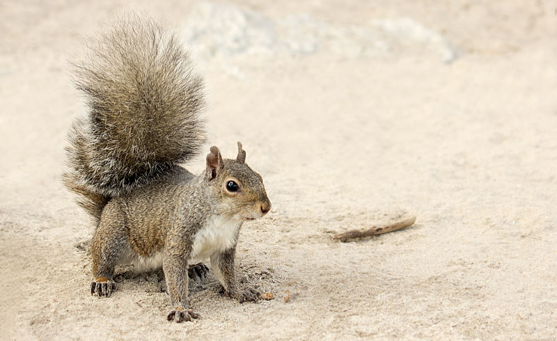 Holly Cawfield Photography: Sandy Squirrel