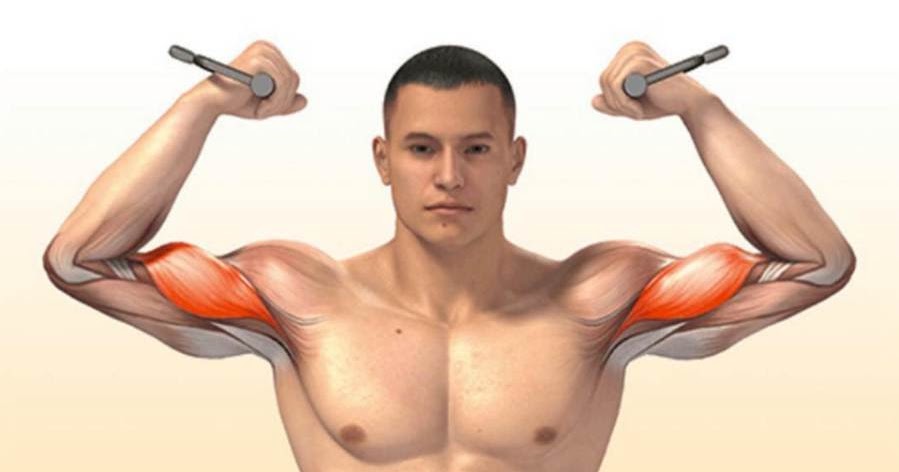 Healthy for Life: bodybuilding muscle anatomy Major muscle groups ...