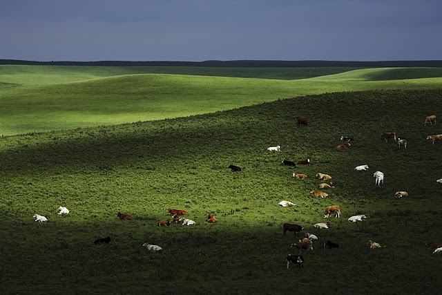 Shemmy Shemmy Shake Shake: Sunflower State of Mind - Artist Spotlight ...