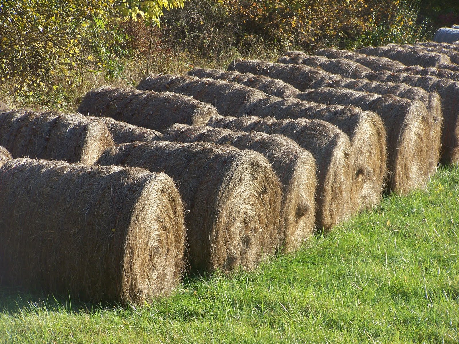 Shenandoah River, Blue Riidge Mountains and Northern Virginia Horse ...