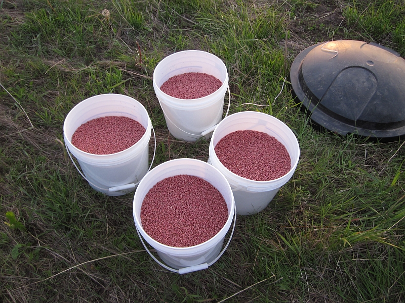 Rural Revolution: Planting hard red spring wheat