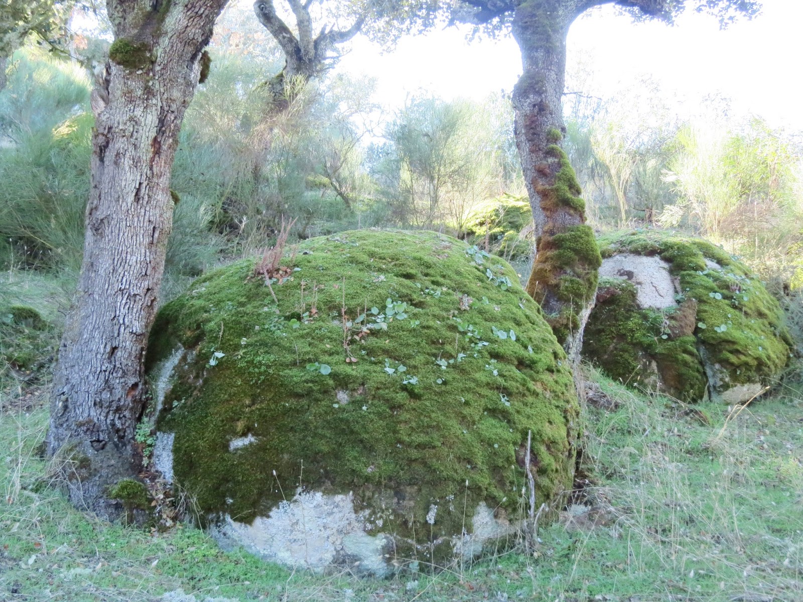 El Zorzal Charro: Plantas criptógamas de Ledesma (II)