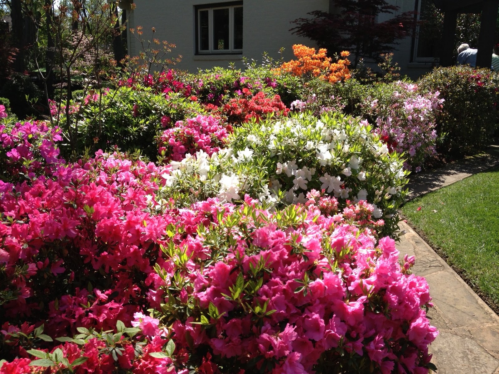 Burnett Garden Club 1988-2018: Azaleas! It's spring in Tyler Texas ...