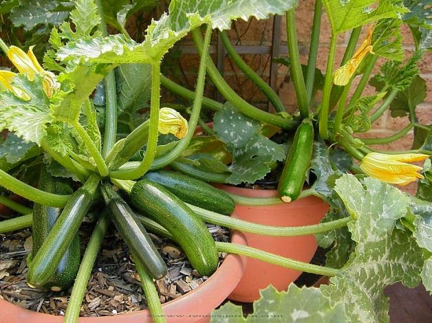German Farm: How To Grow Zucchini Squash