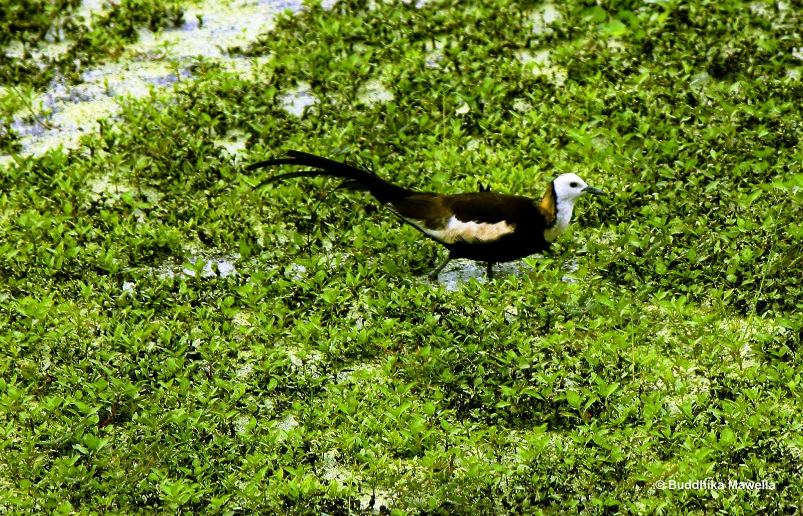 Lanka Nature Summary: Pheasant-tailed jacana (Hydrophasianus chirurgus)