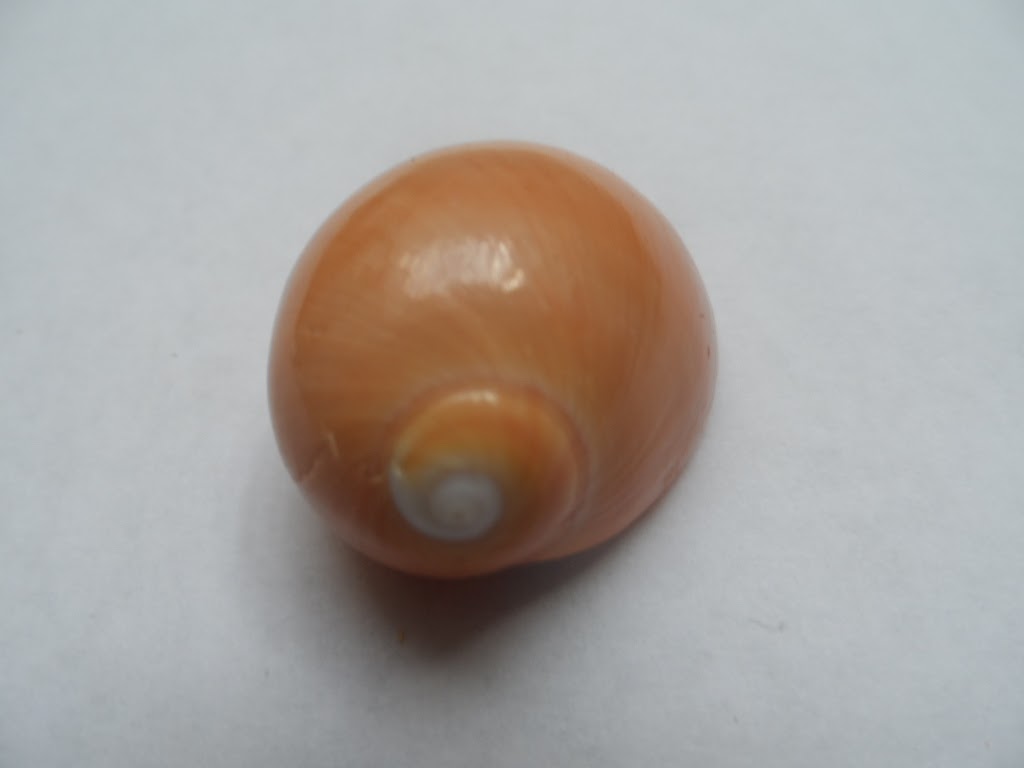 conchas y caracoles: POLINICES AURANTIUS