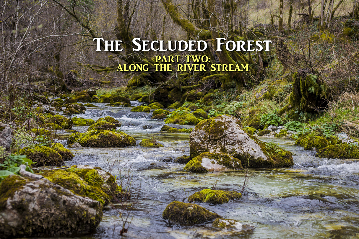 The Secluded Forest [Part 2/3]: Along the River Stream - Mersad Donko ...