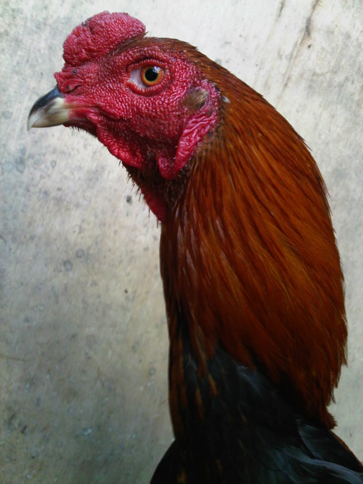PETERNAKAN AYAM BANGKOK IMPORT: CHAMPION....Ada 2 Ekor....sudah kejual ...