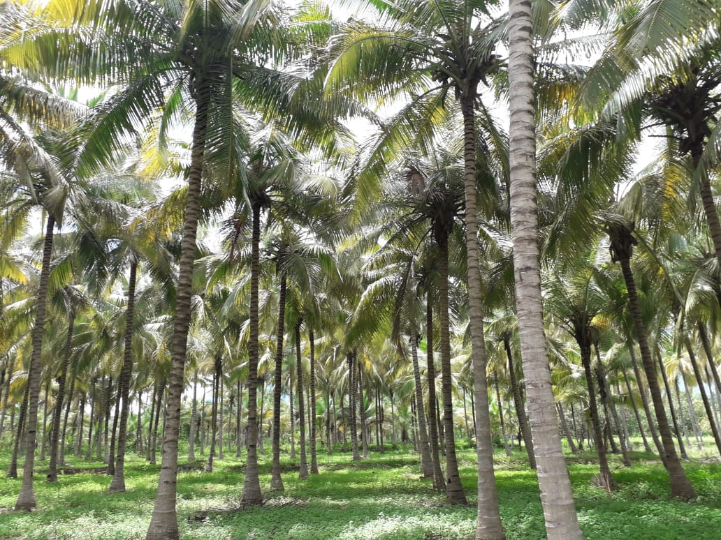 Kodaihills Realestate.: 10 Acre coconut farms for sale in near dindigul