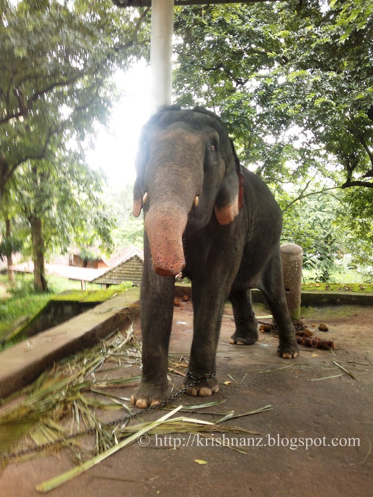 Elephant cage at Konni - TravelersOutlook: Travelers Photo Gallery