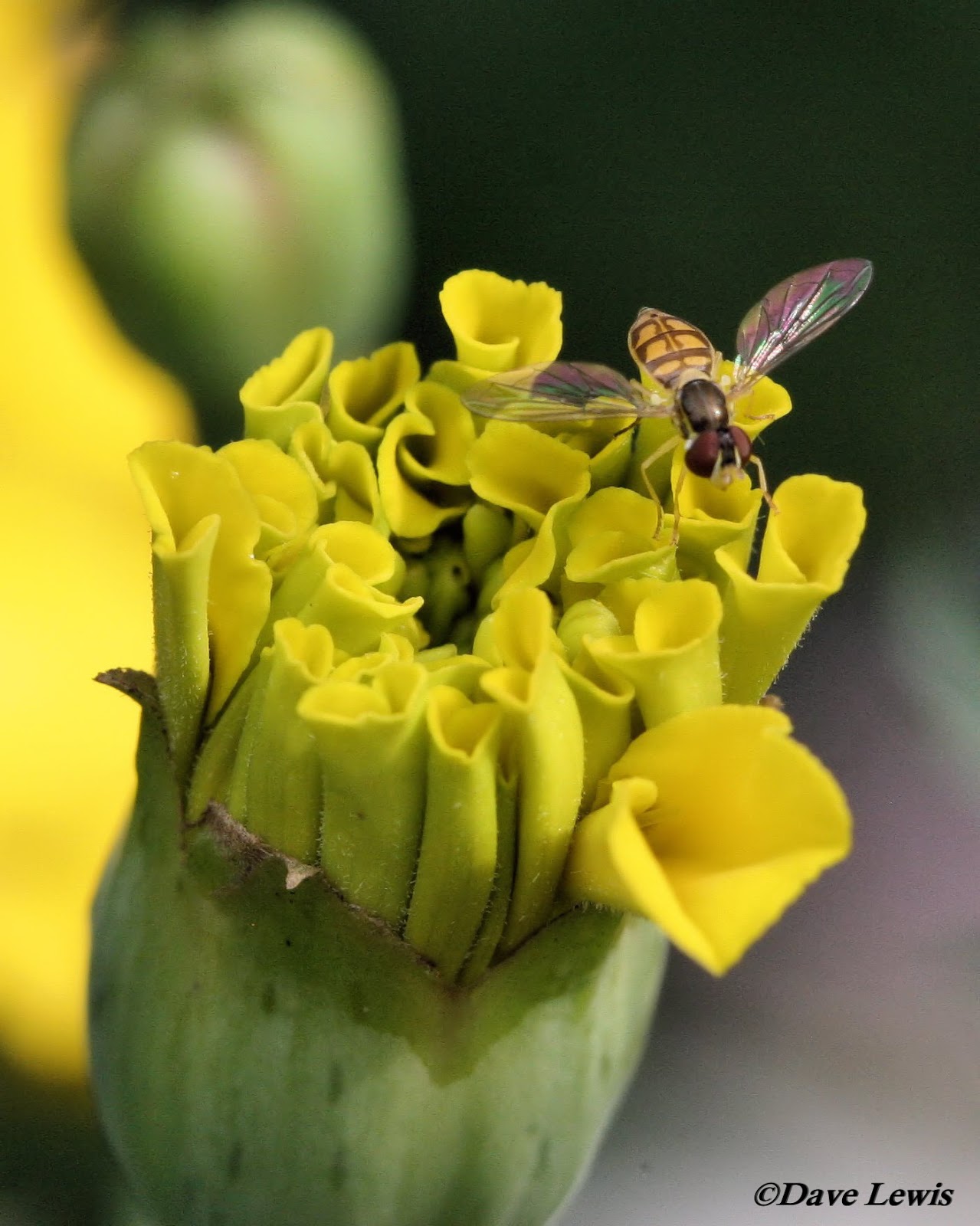 Birds from Behind : The Birds, The Bees, The Babies...oh my...