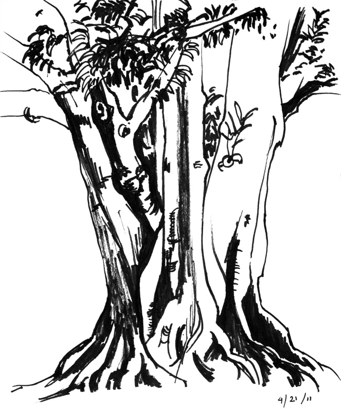 manda bear! - Amanda Loka's art blog: sketching: trees