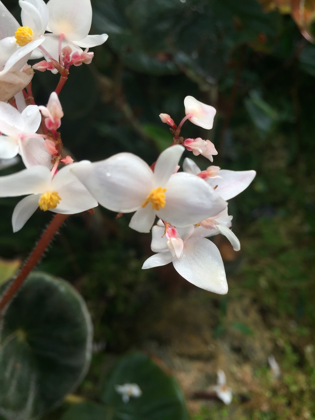 Jardim Botânico: Flor tetrâmera