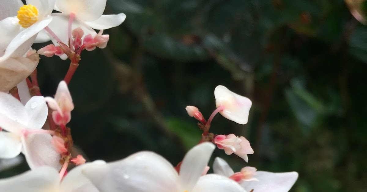 Jardim Botânico: Flor tetrâmera