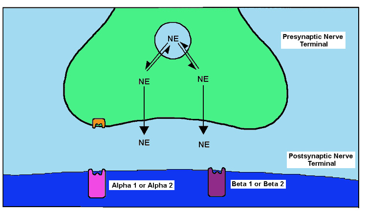 국소마취학, 에피네프린과 b-blocker