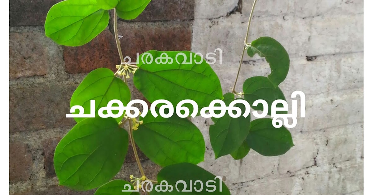 തപോവനം സിദ്ധാശ്രമം - ചരകവാടി | Thapovanam Sidhasramam - Charaka Vaadi ...