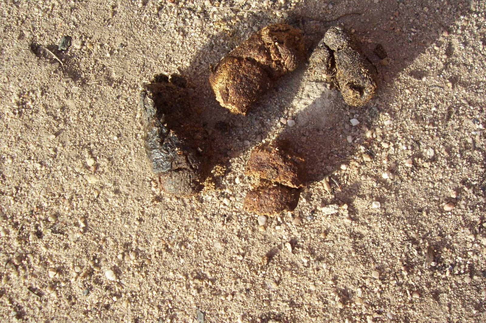 EL VELADOR VERSADO: "HISTORIA DE LA CACA"