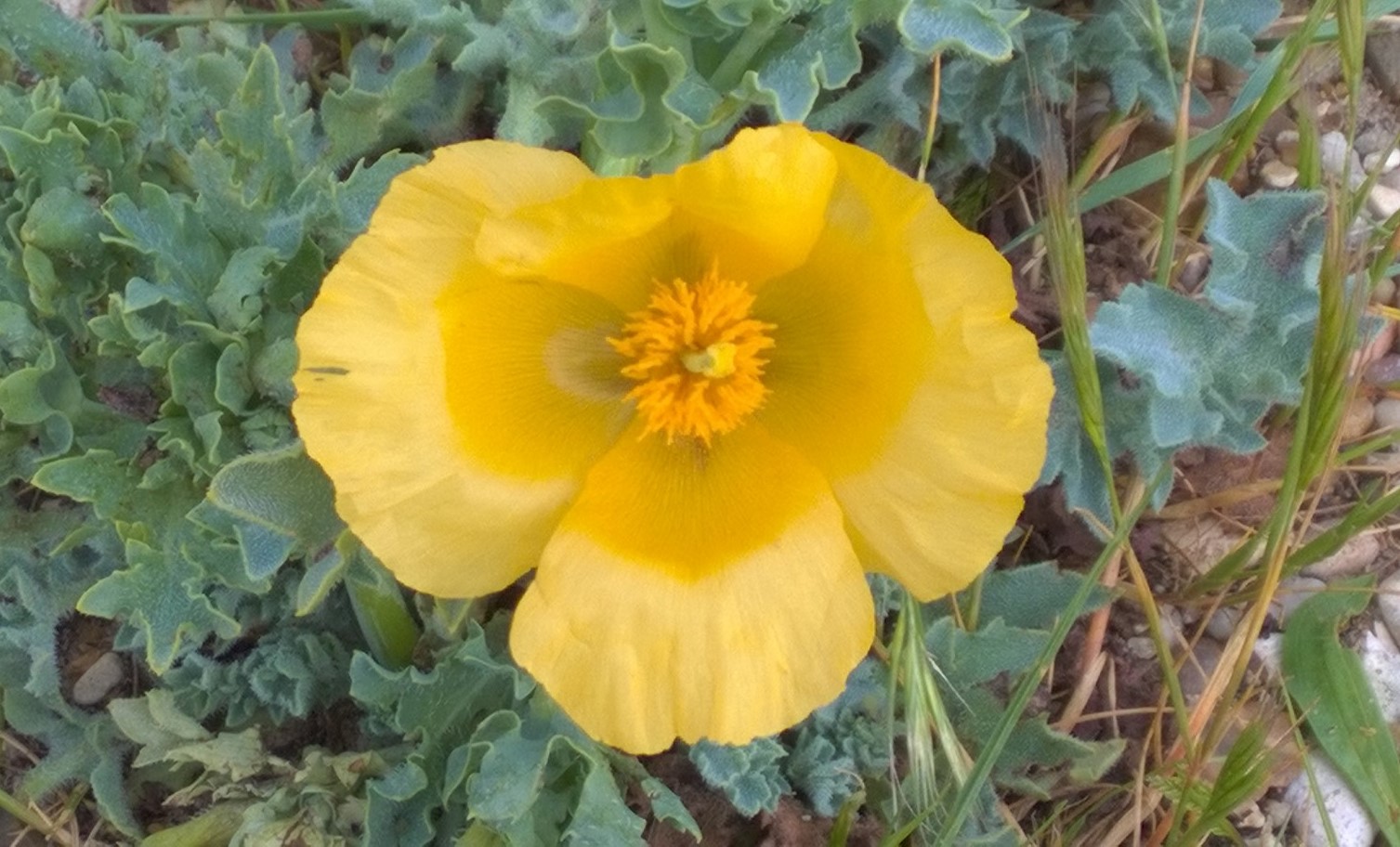 The Sea Poppy (Glaucium flavum)