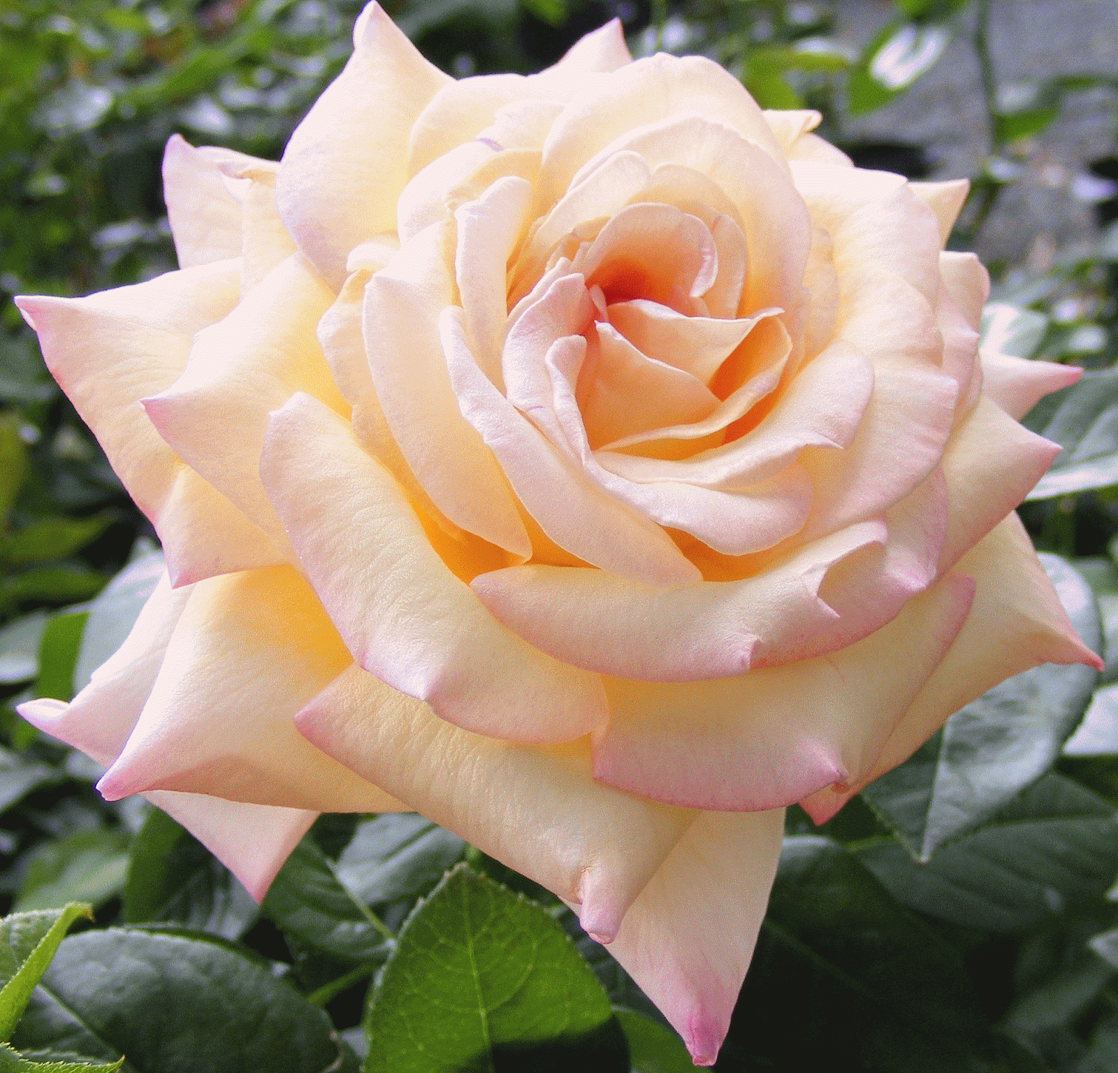 Coming Up Roses: Expert Rose Advice from Witherspoon Rose Culture ...