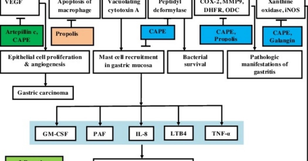 Apitherapy News: Propolis May Help Treat Stomach Ulcers (gastric ...