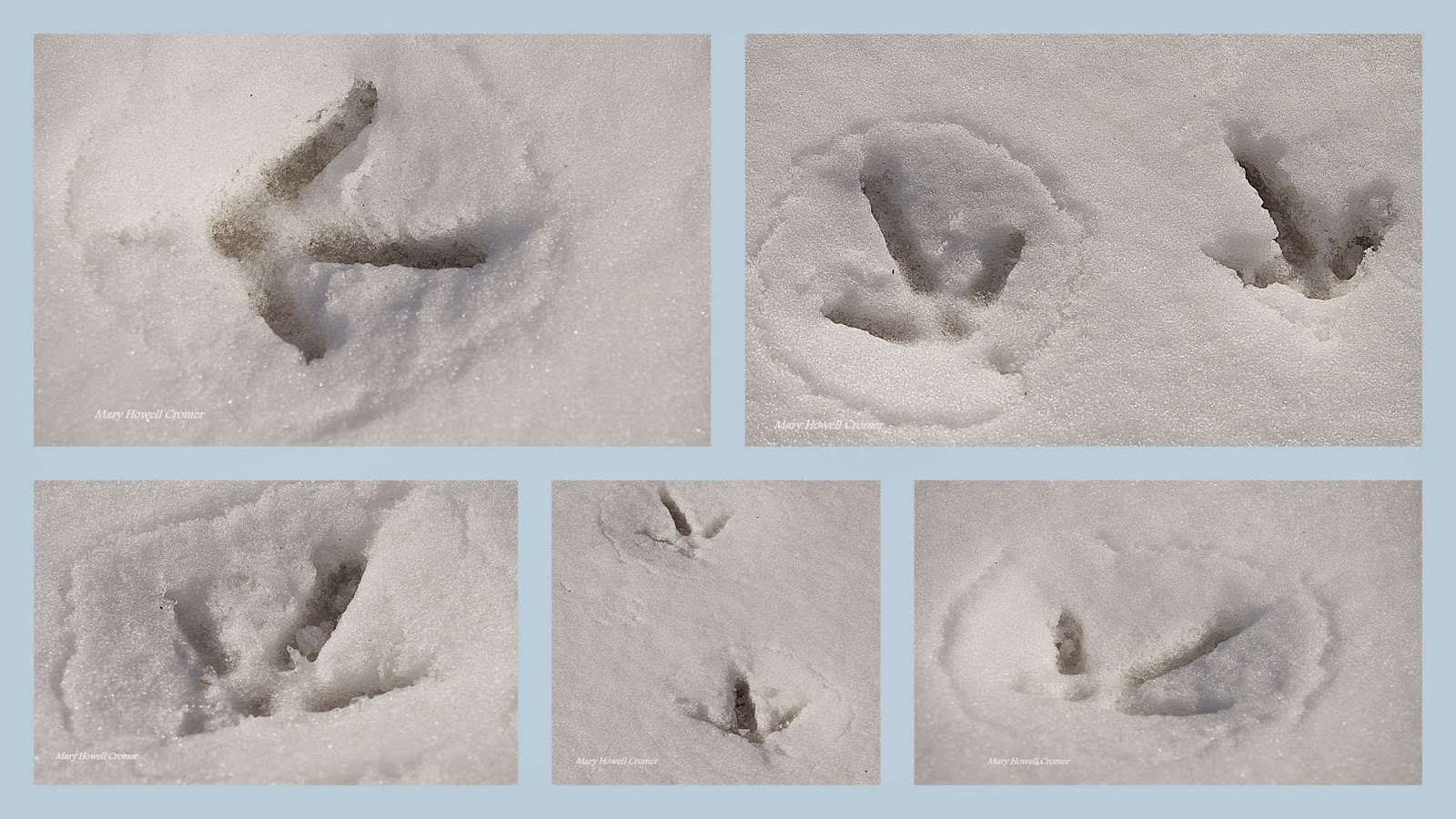 Red-shouldered Hawks of Tingsgrove and Beyond: Snow Birds and White ...