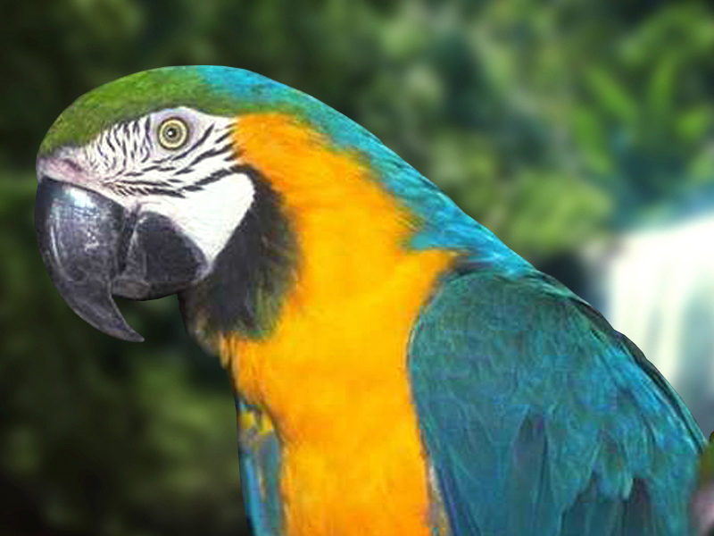 WeLoveAnimals09.blogspot.gr: Ο γιάπης και ο παπαγάλος...