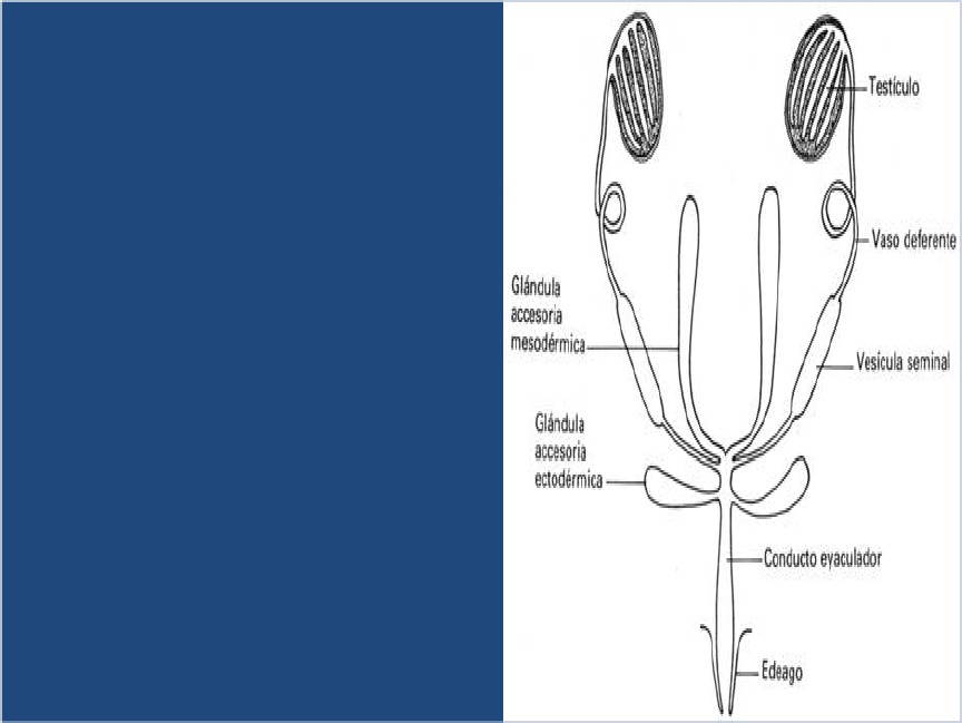insectachira: APARATO REPRODUCTOR