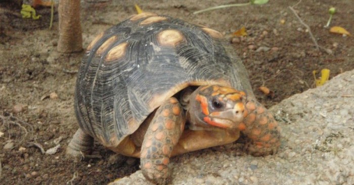 Blogue da Magui: Passo de cágado