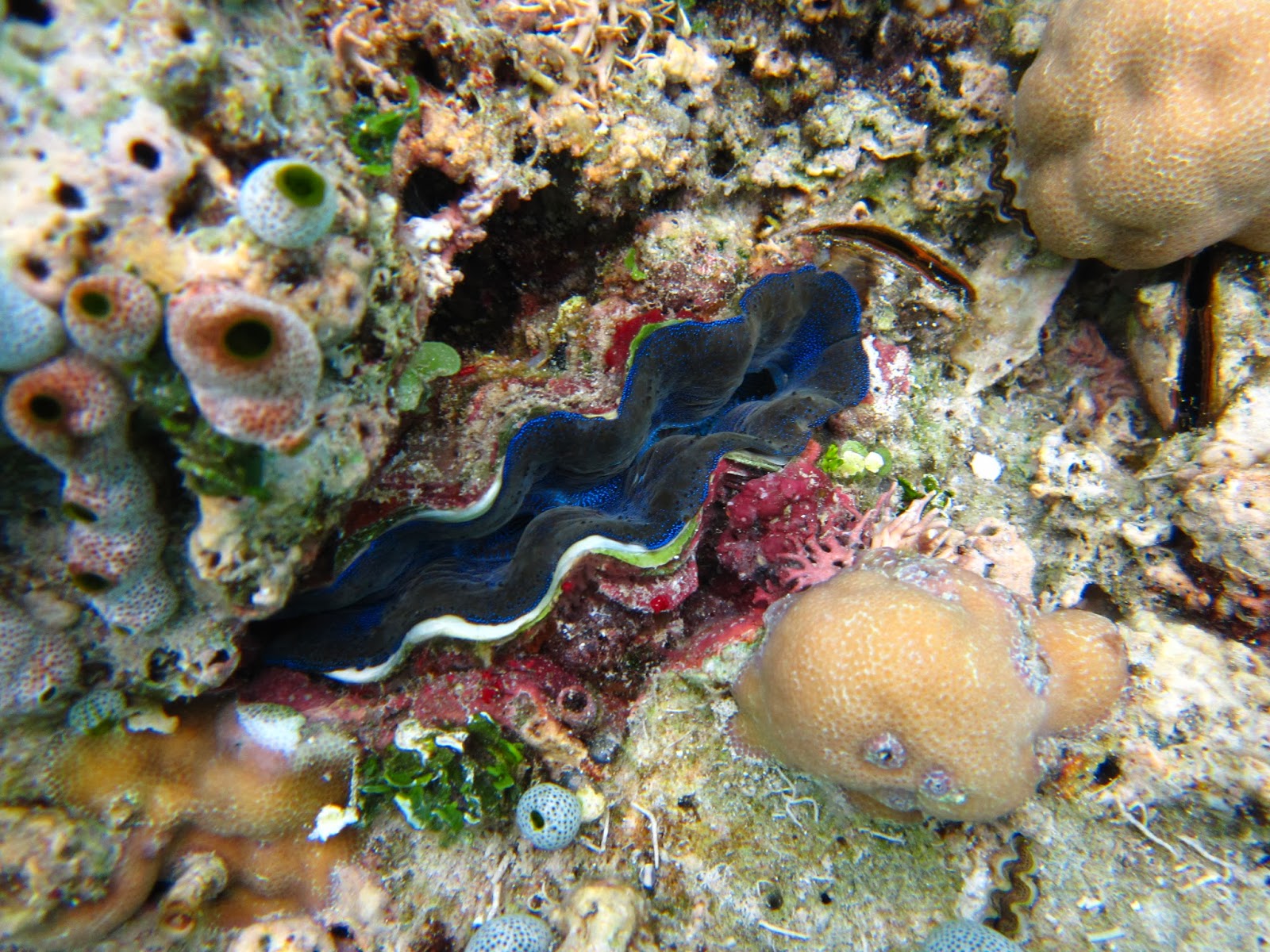 WISATA NAGI TANAH LARANTUKA,FLORES TIMUR: Diving & Snorkeling Larantuka ...