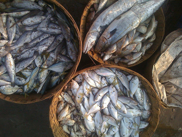 Sebutkan 5 Hasil Laut? Disini Jawabannya