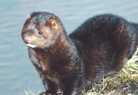 Vison | Facts About All