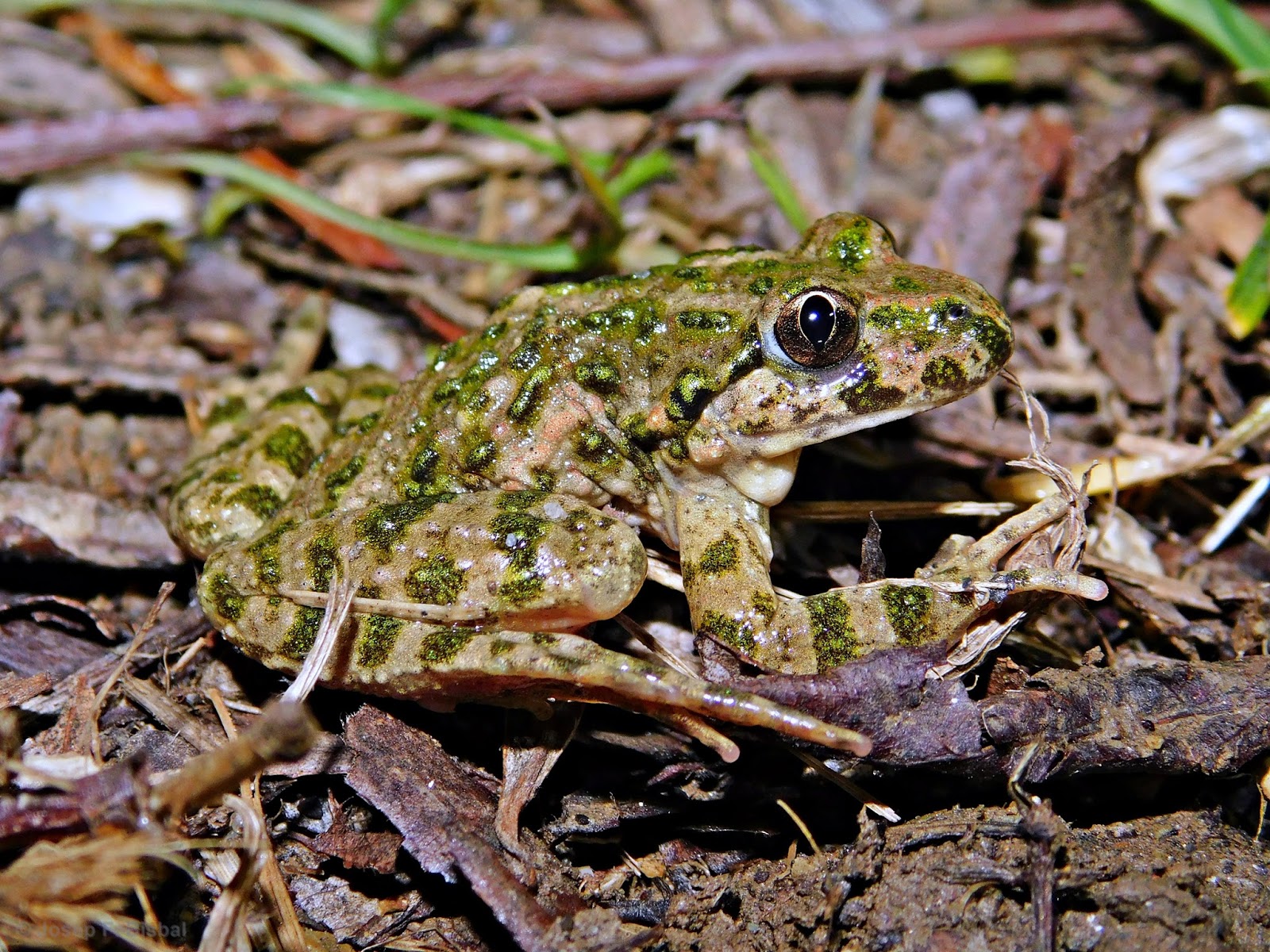 (Paleo-)Herpetología: Pelodytes punctatus - Sapillo moteado septentrional
