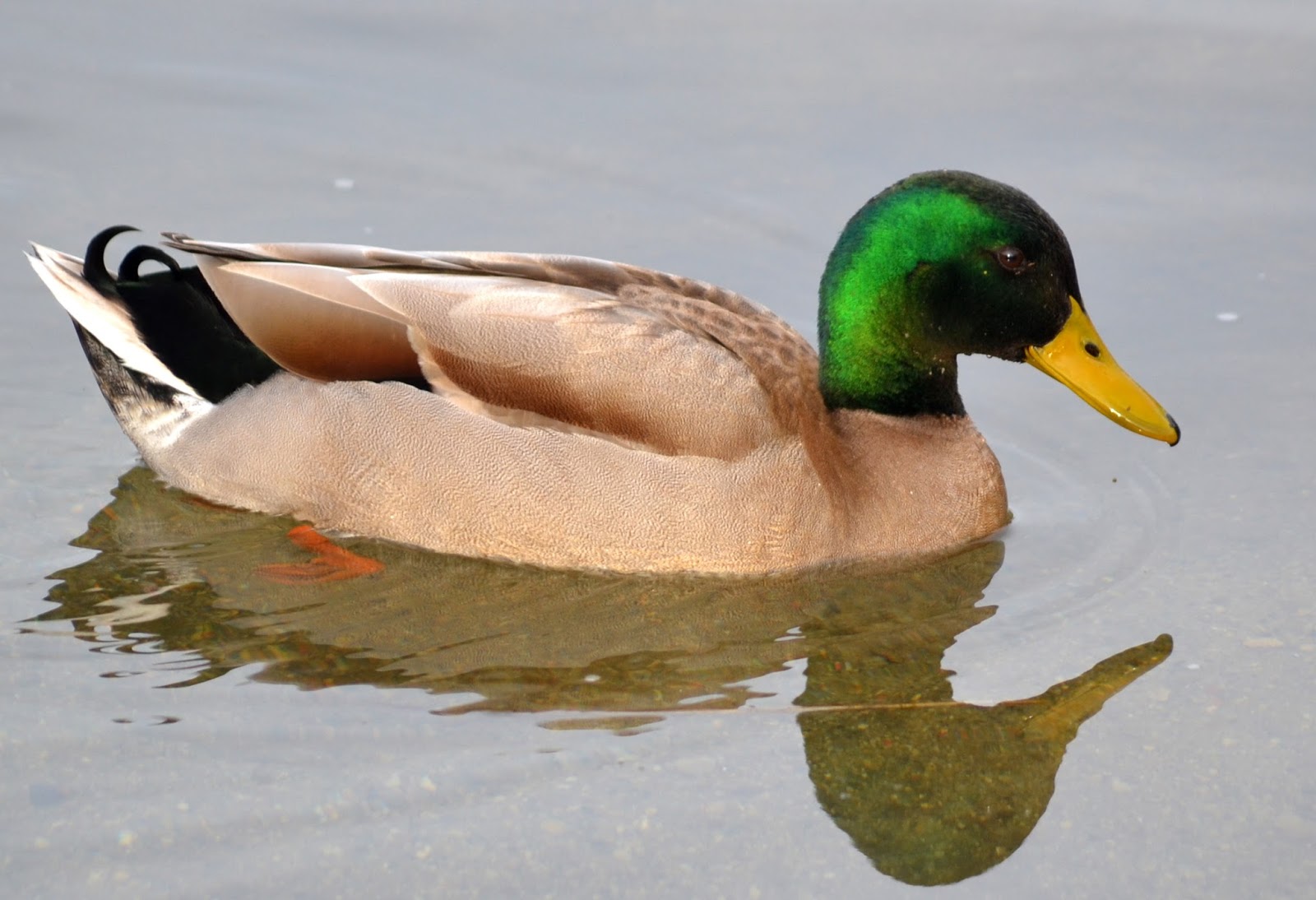 Imagens da vida animal: Pato-real (Anas platyrhynchos)