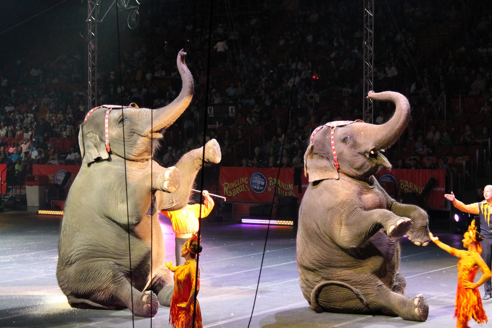 The Johnson Times: The Greatest Show on Earth - at the circus!