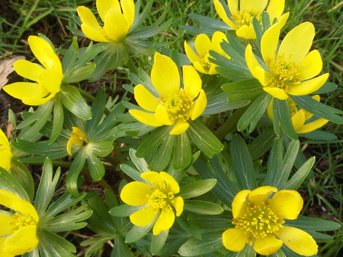 Gardening Ways......: Why wait until spring - winter's Aconites flower now!