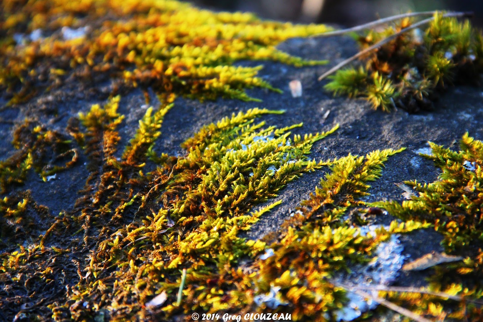 Une petite mousse au soleil couchant ? ~ FontaineBleau Passion