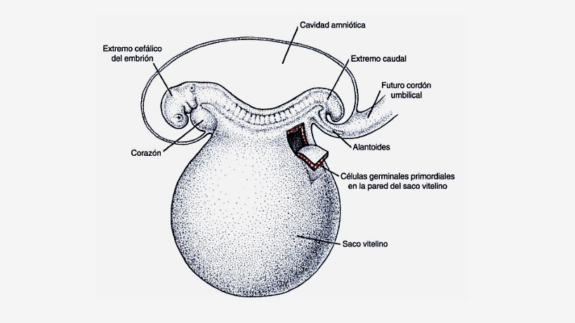 Embriologia : Capitulo #2 Gametogenesis