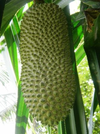 Awesome Bulusan!: July 2012