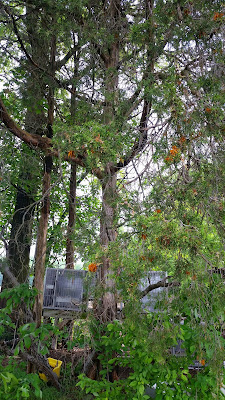 Penn State Extension: Cedar Apple Rust