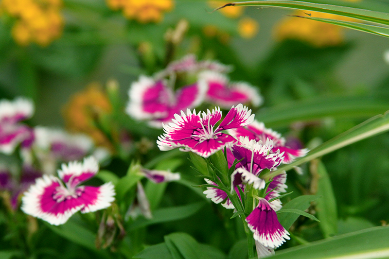 Cravina - Dianthus chinensis